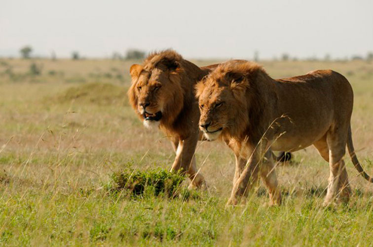 5 reasons why you should visit the Shaba in 2016 | Sarova Hotels ...