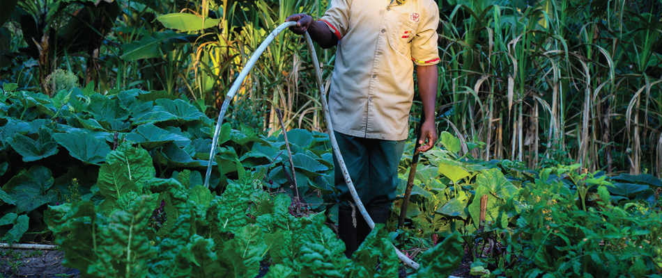 In The Green Our Ecotourism Milestones