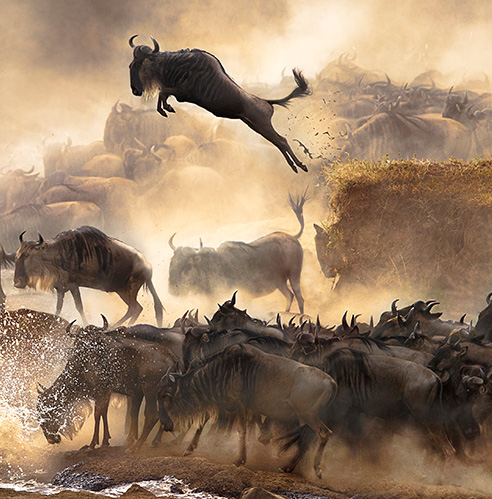 Safari Experience | Africa Safari | Kenya Safari: Masai Mara