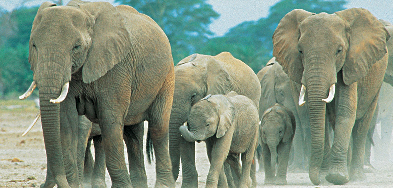 Safari Experience | Africa Safari | Kenya Safari: Shaba National Reserve