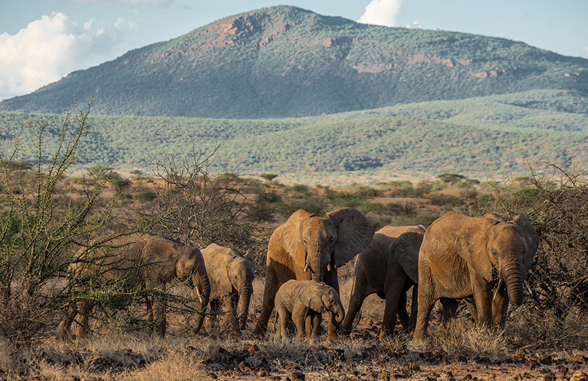 Sarova Shaba Game Lodge in Kenya | Gallery